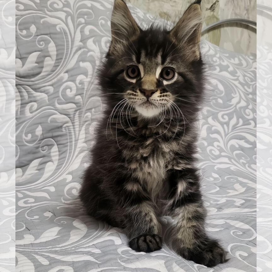 Мейн-кун котёнок