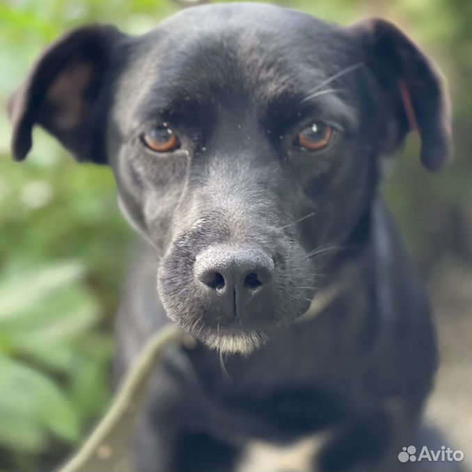 Собака Пальма, 2 года, стерилизована