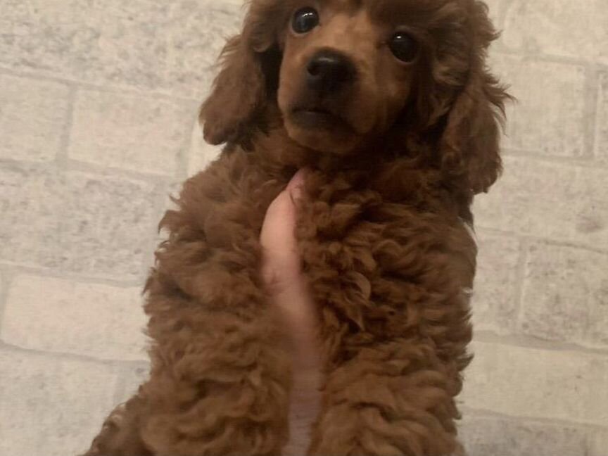 Той-пудель Шикарная Девочка РКФ