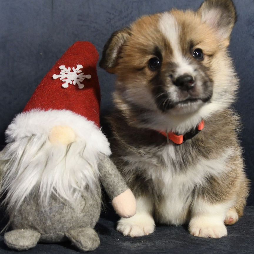 Вельш Корги Пемброк, щенок