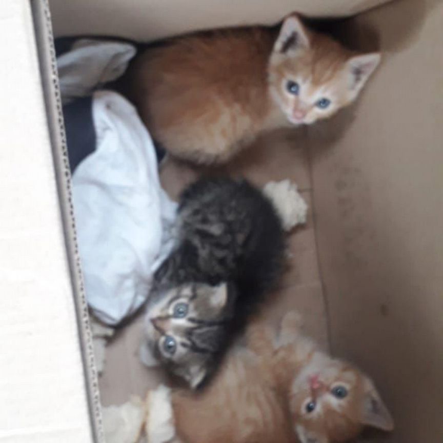 Крошки из коробки