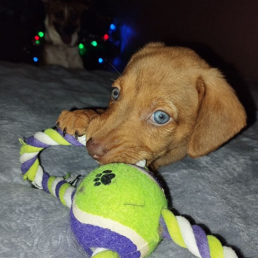 Отдам в добрые руки