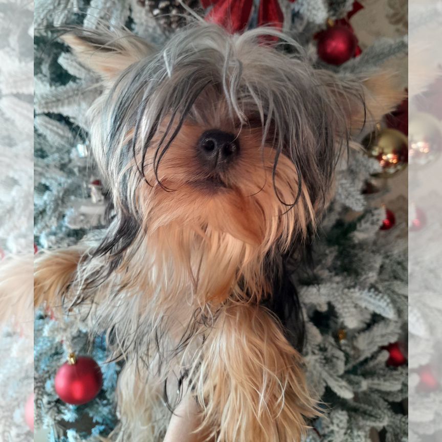 Йоркширский терьер, щенок