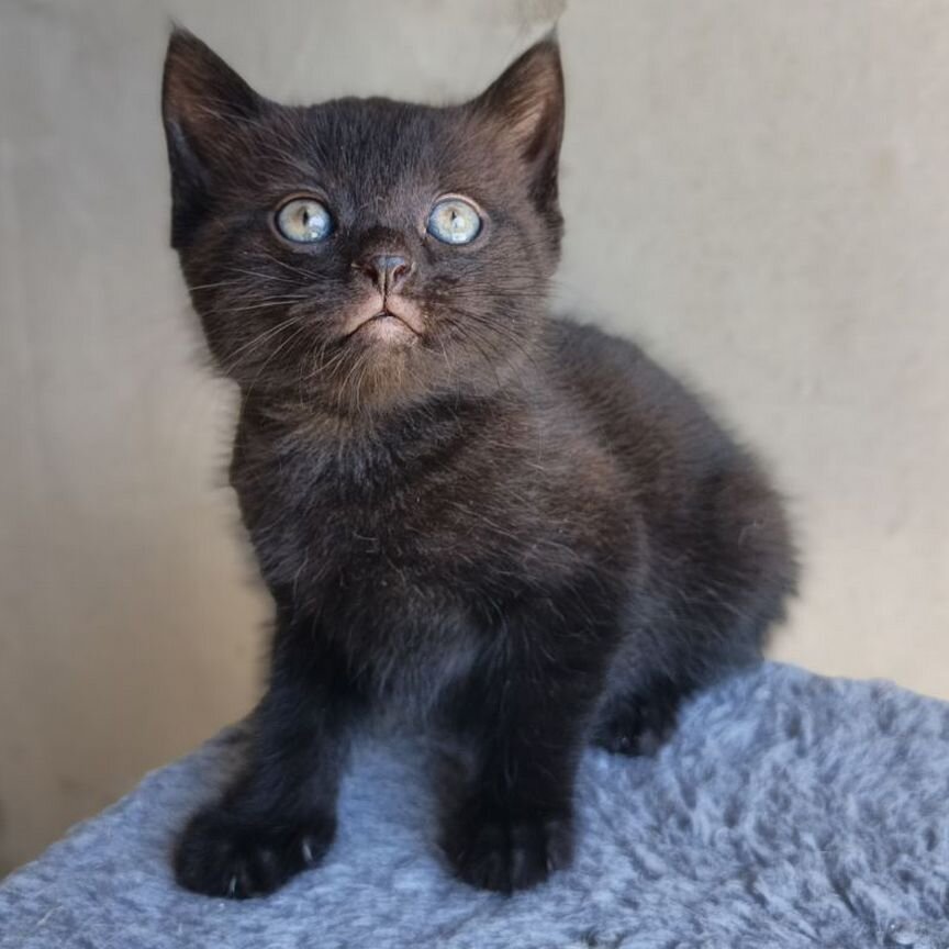 Британский короткошёрстный котёнок