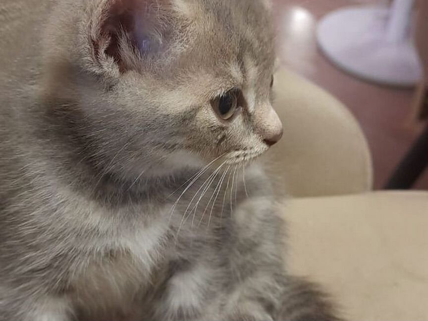 Шотландские прямоухие котята