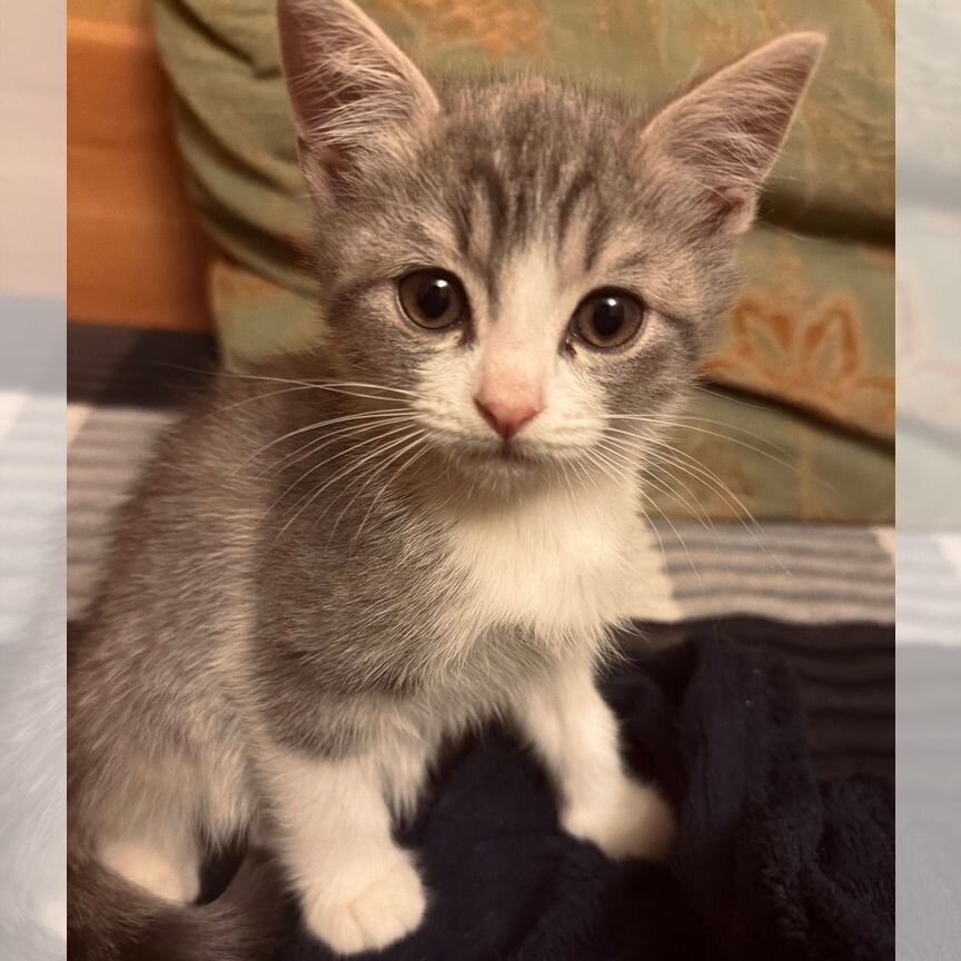 Котёнок в добрые руки