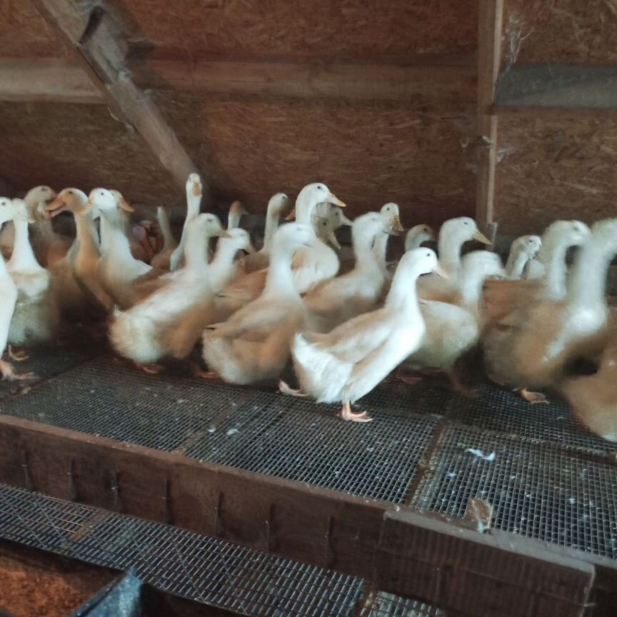 Утки живым весом за штуку