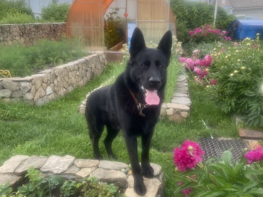 Вязка кобель немецкая овчарка