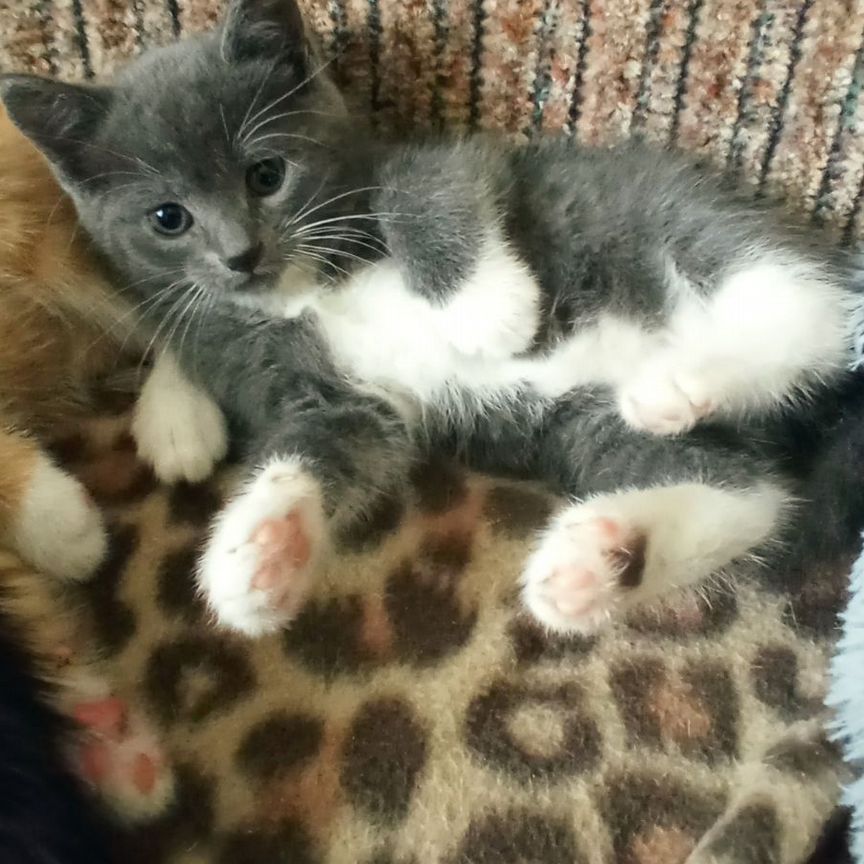 Котёнок от частного владельца