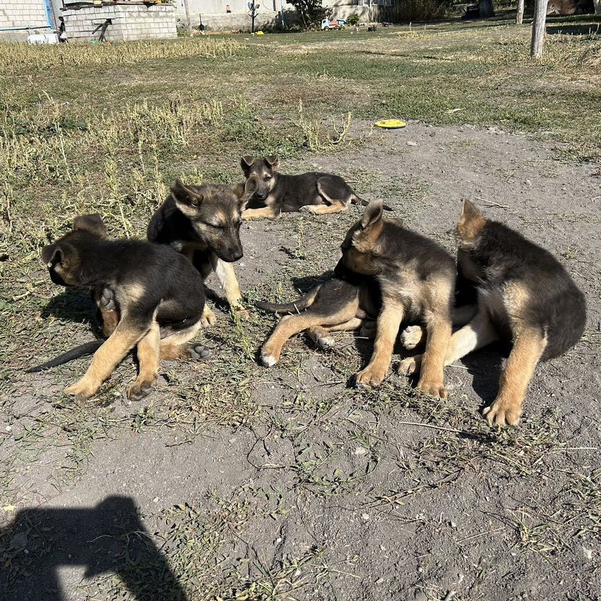 Немецкая овчарка