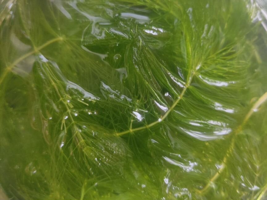 Роголистник или ёлочка в аквариум