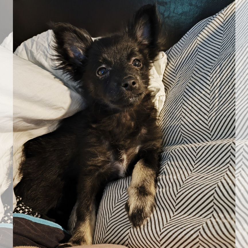 Щенок от частного владельца