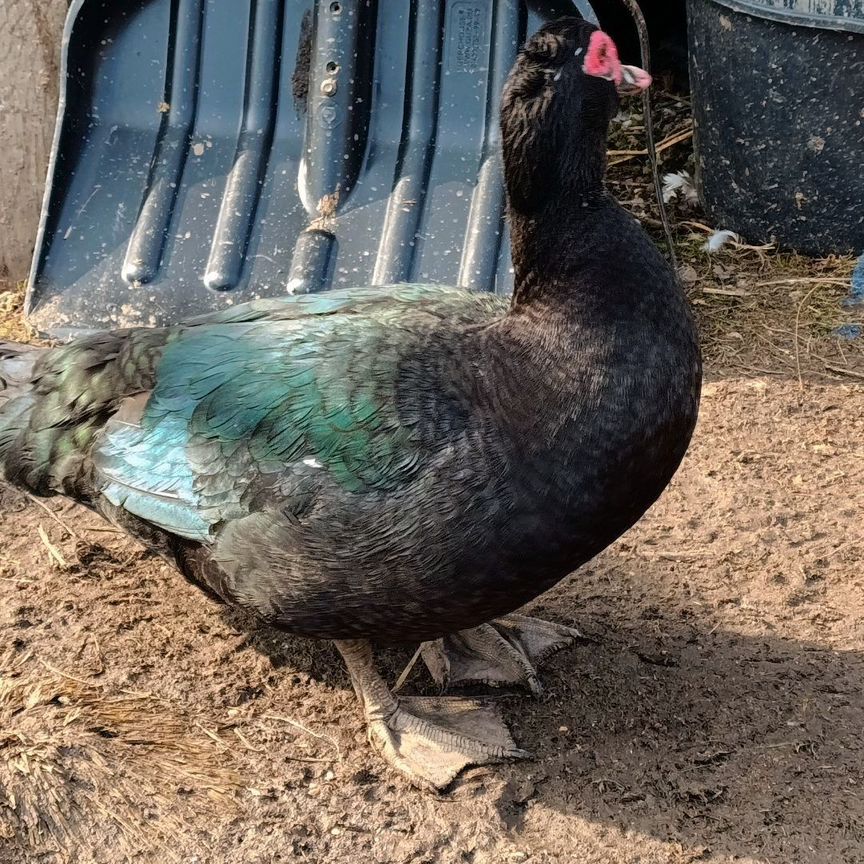 Мускусный селезень 10 месяцев отроду