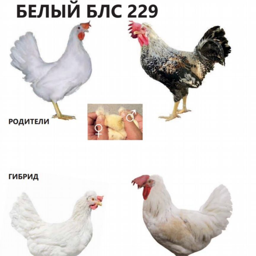 Цыплята несушки доминант