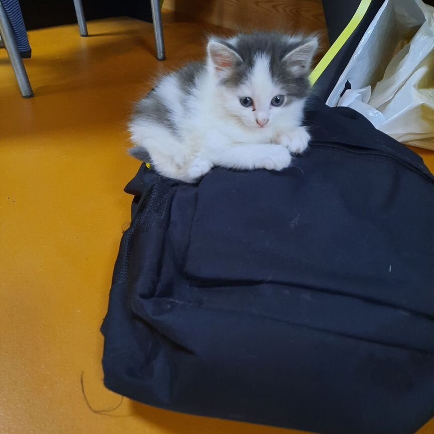 Котята в добрые руки 1 месяц