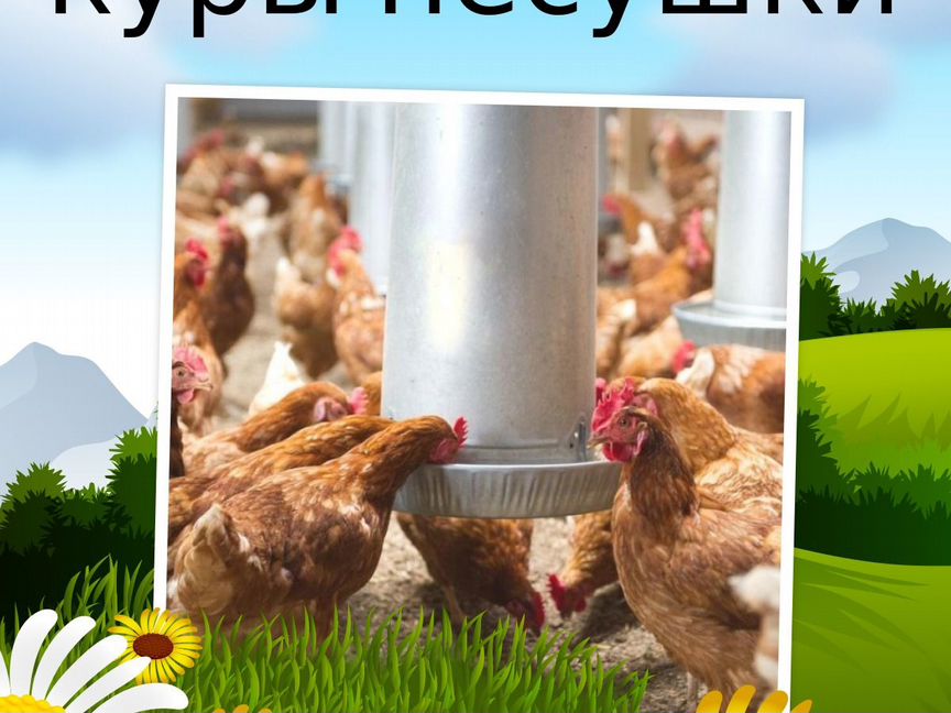 Куры в ассорт