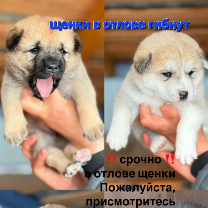 Щенки гибнут в отлове. Поможем им выжить