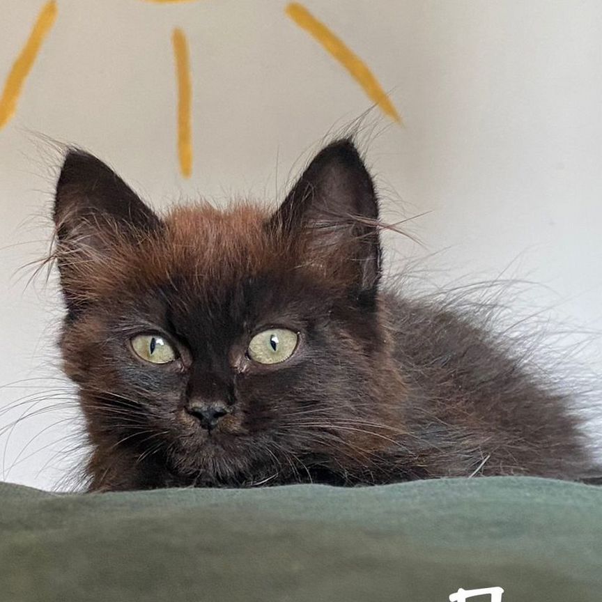 Черные котята ответсвенным хозяевам