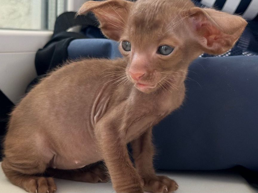 Ориентальные котята экстрим и современные