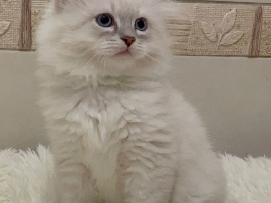 Невские маскарадные котята