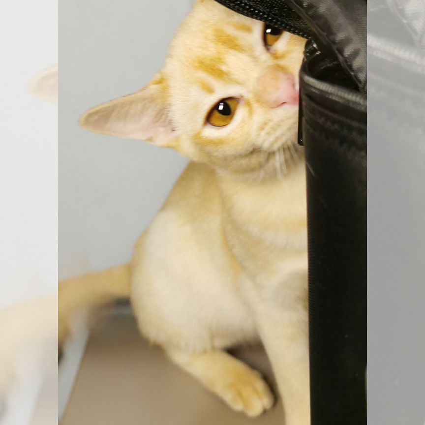 Котёнок от частного владельца