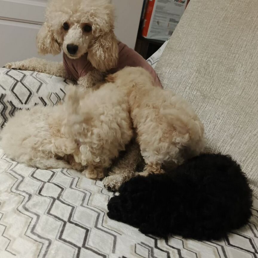 Карликовый пудель, щенок