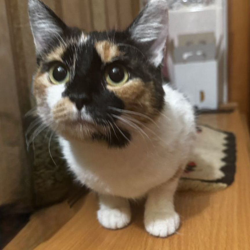 Взрослая кошка в добрые руки