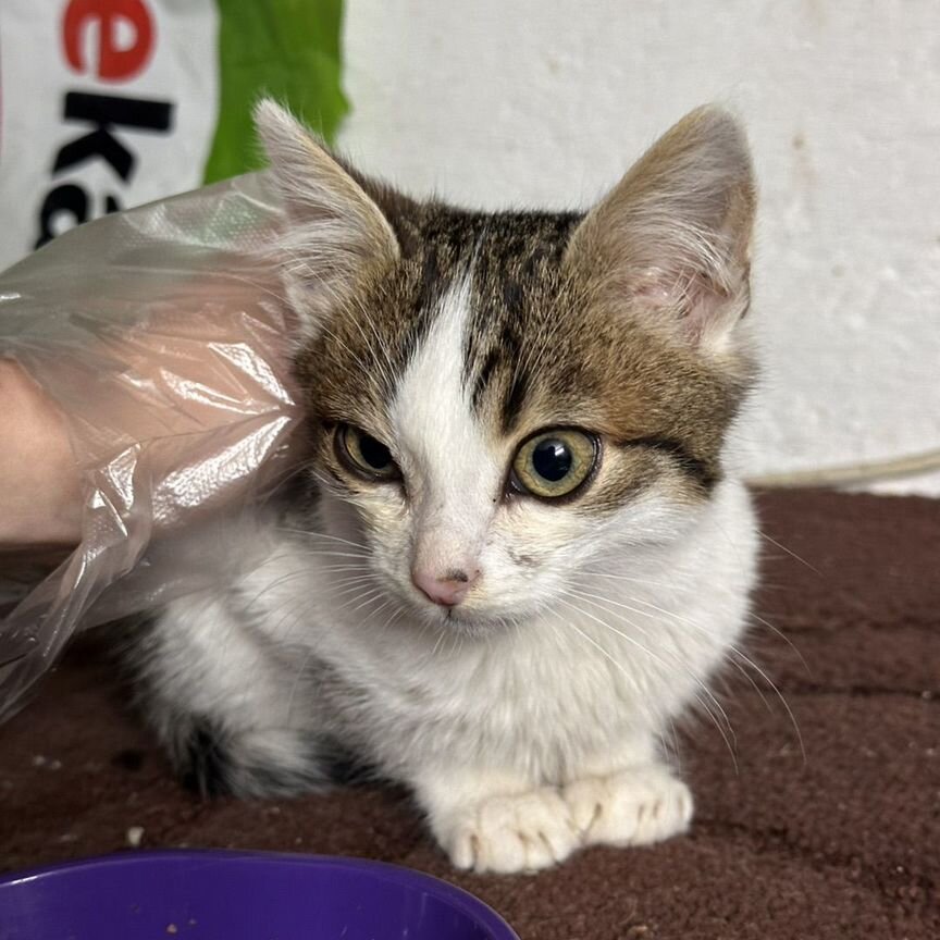 Девочка 3мес в добрые руки бесплатно