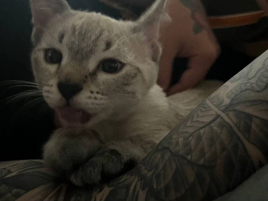 Кот по кличке Локи