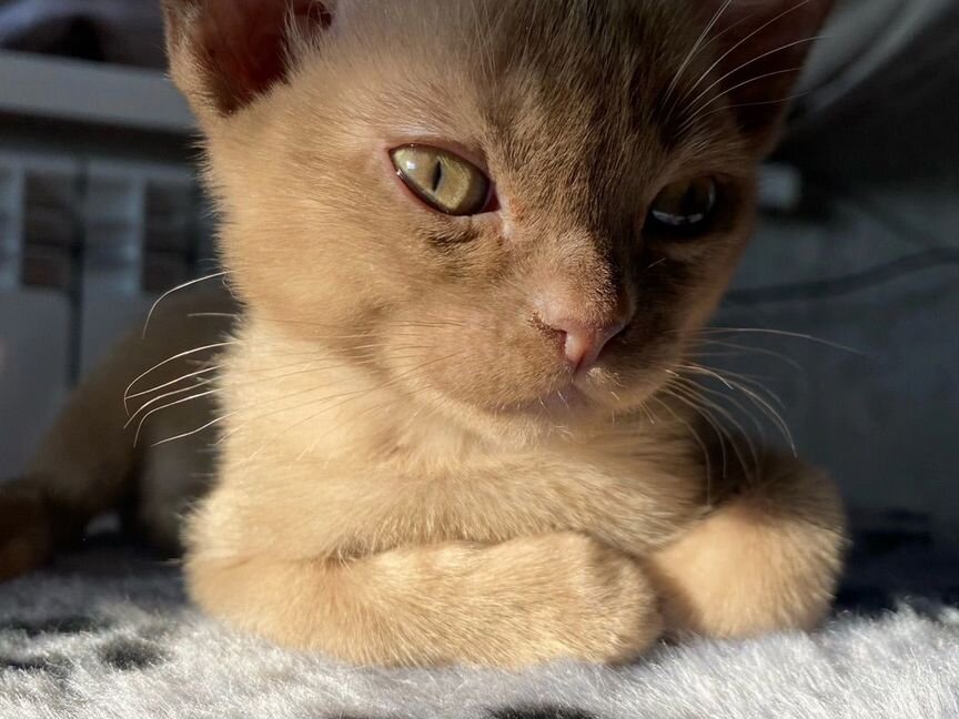 Бурманские котята