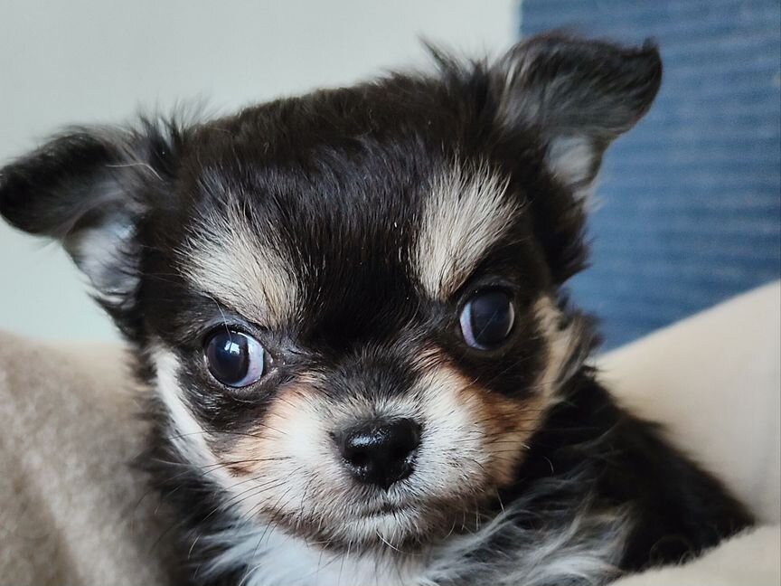 Кроха чихуахуа