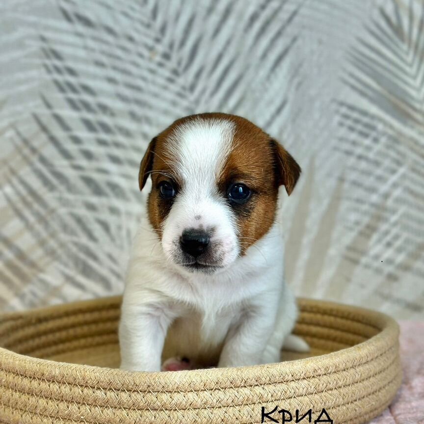 Щенки джек рассел терьер