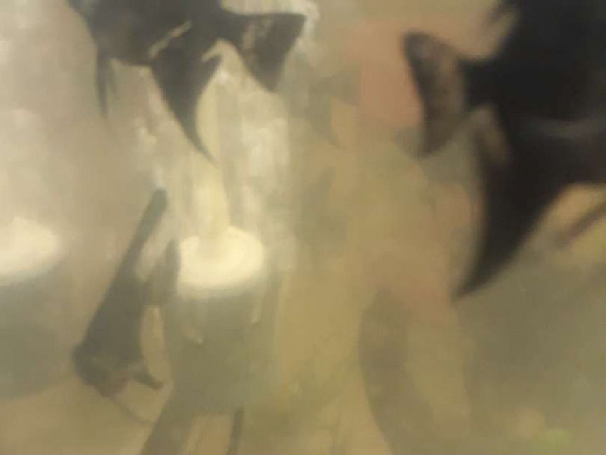 Аквариумные рыбки