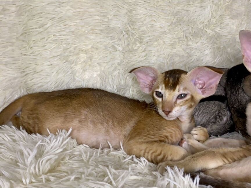 Ориентальные котята с документами