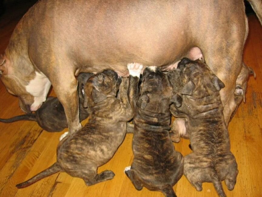 Американский Стаффордширский терьер