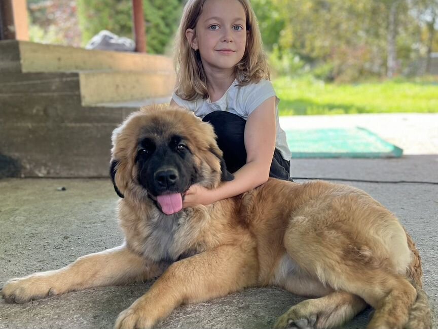 Леонбергер