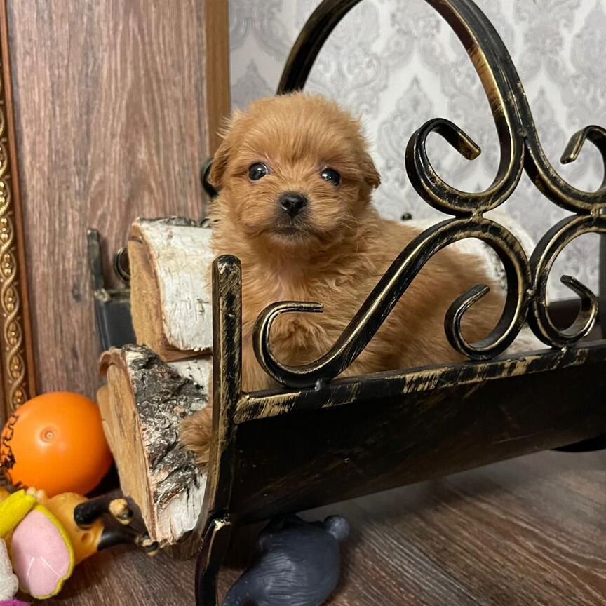 Мальтипу, щенок