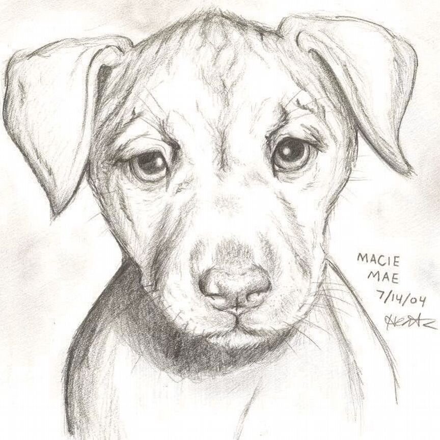 Рисую ваших питомцев