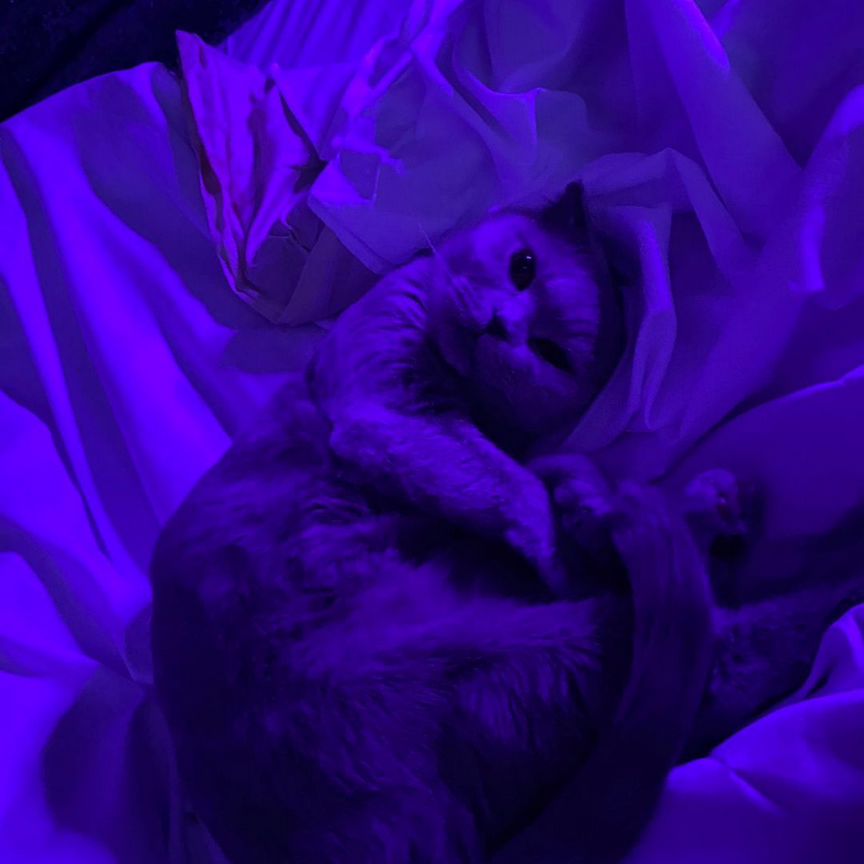 Отдам британская короткошёрстная кошка