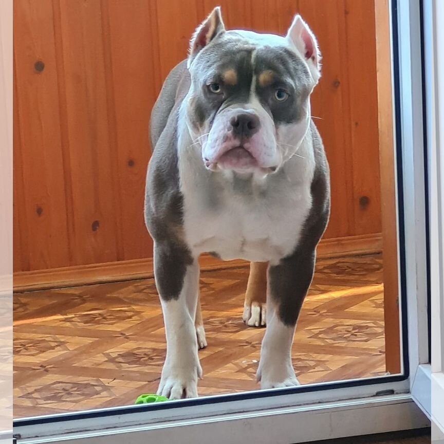 Американский булли, взрослый пёс