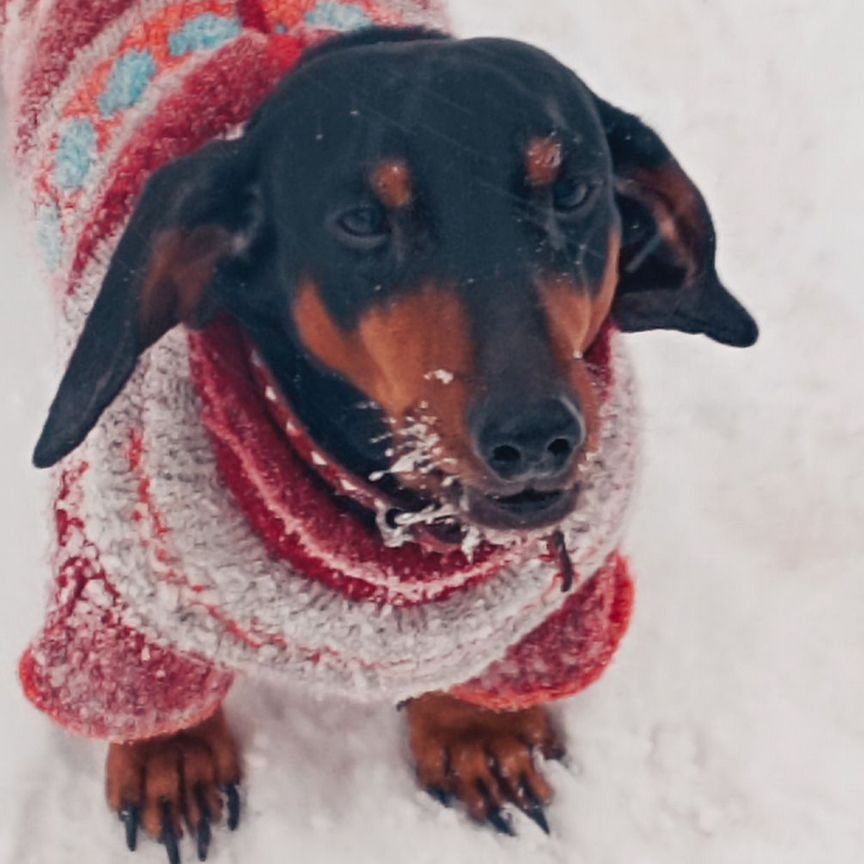 Такса, щенок