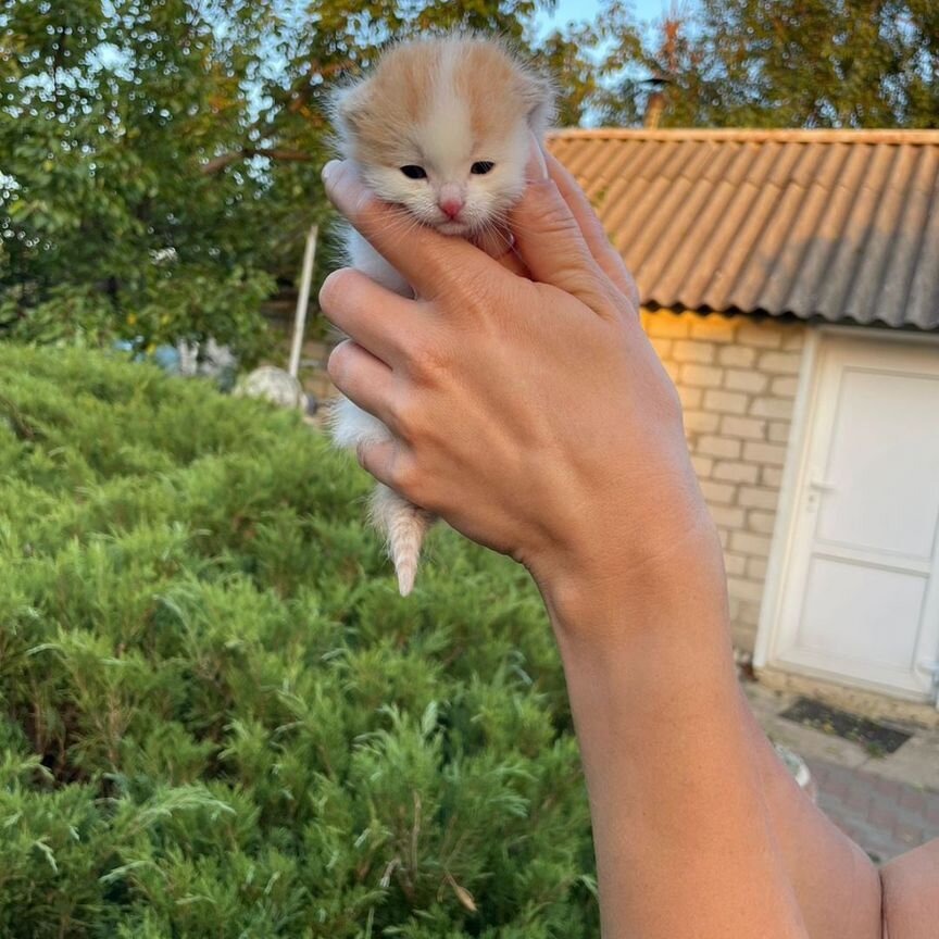Котёнок рыжий отдам в добрые руки