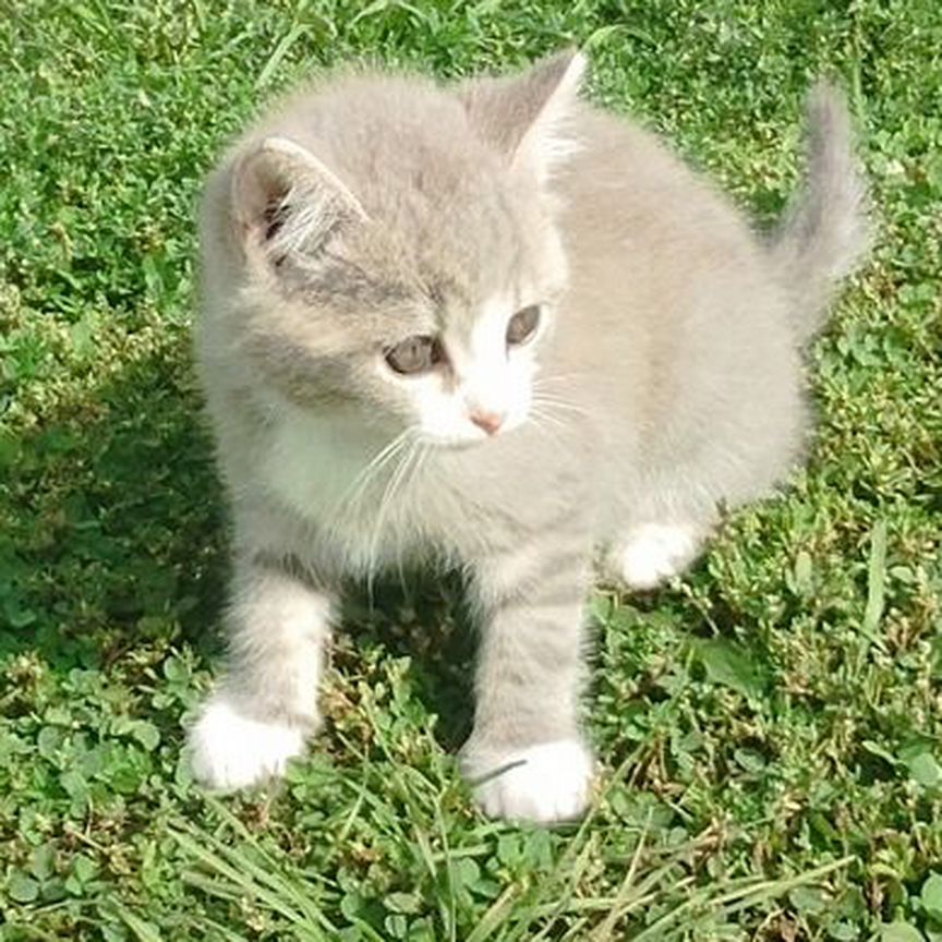 Британские котята бесплатно боготол, ачинск