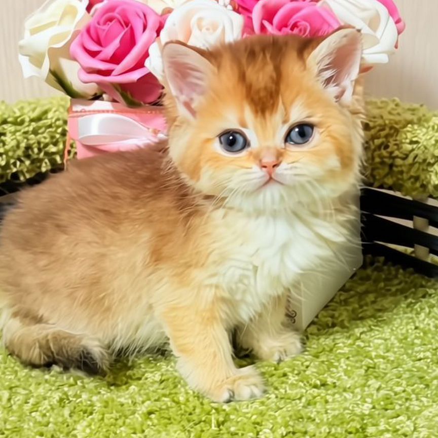 Шотландский прямоухий короткошёрстный котёнок