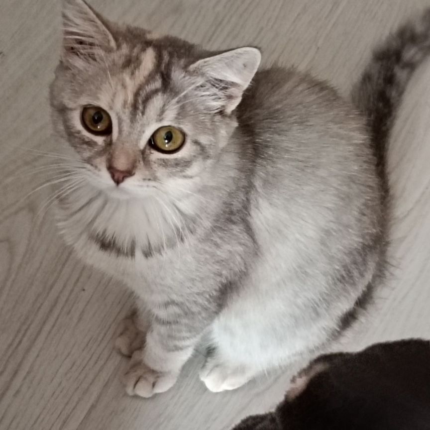 Кошечка