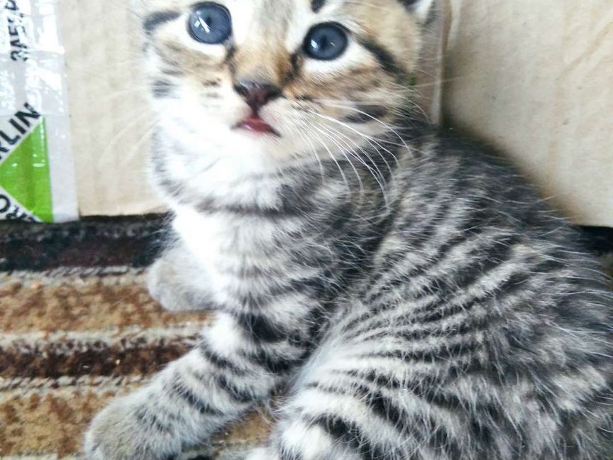 Очаровательные котята ищут новый дом