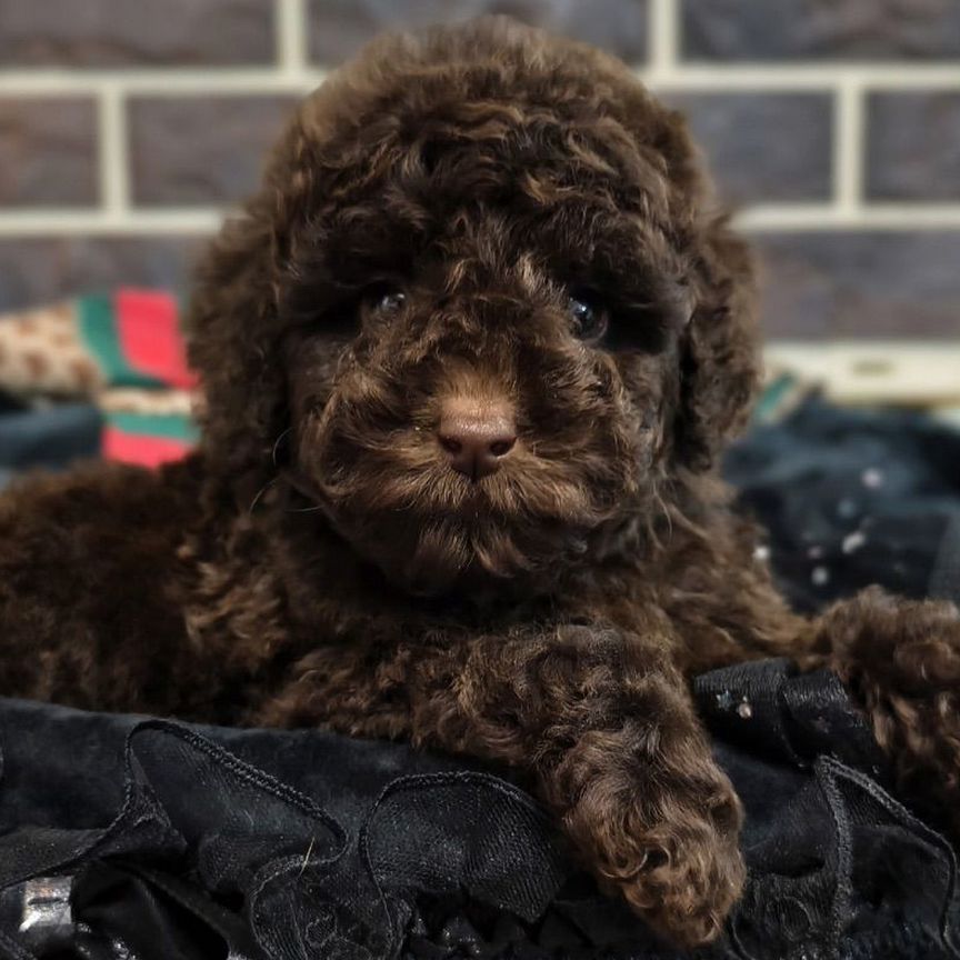 Той-пудель, щенок