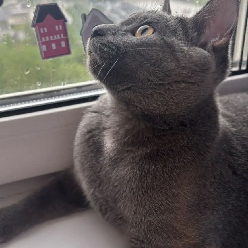 Русский голубой котёнок