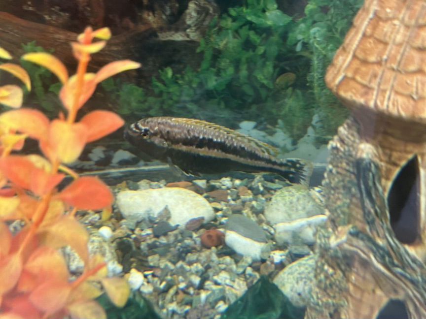 Ауратос меланохромис