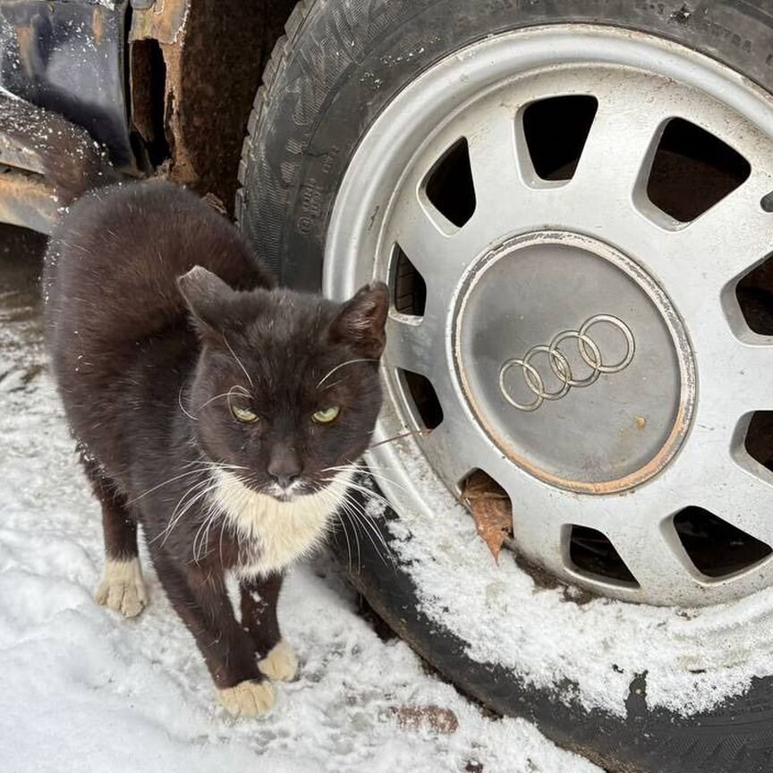 Взрослый кот в добрые руки